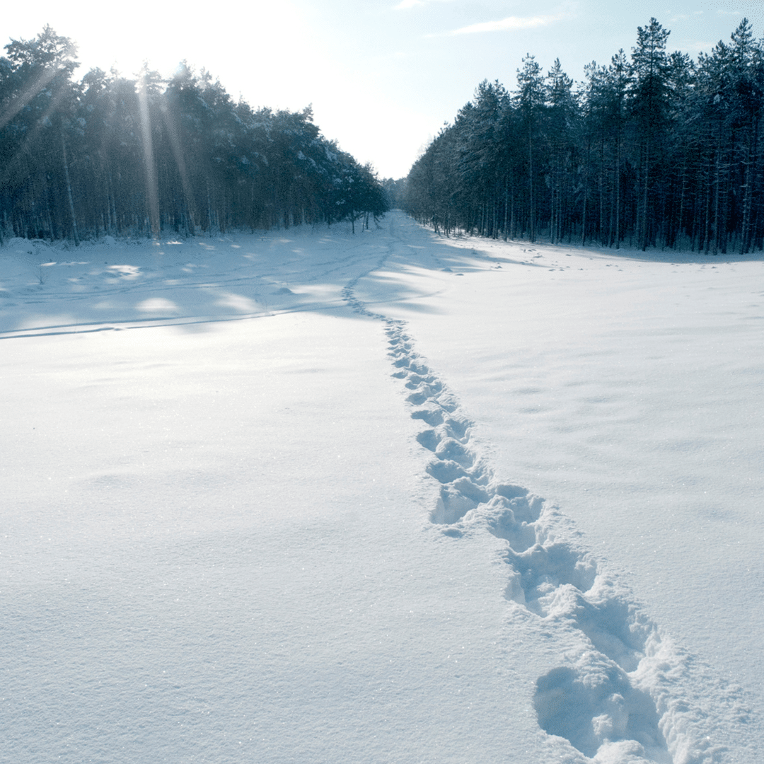 Winter Solstice: Embracing the Light and Shadow of the Season - Reve Health