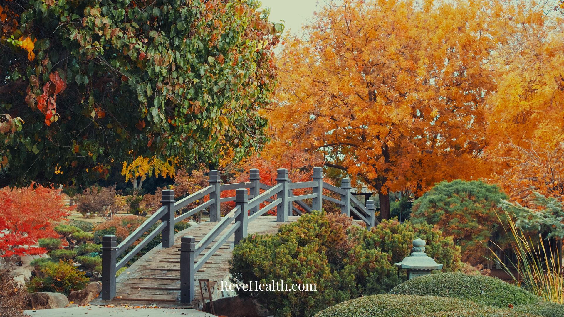 Autumn Alignment: A TCM Guide to Thriving This Season - Reve Health